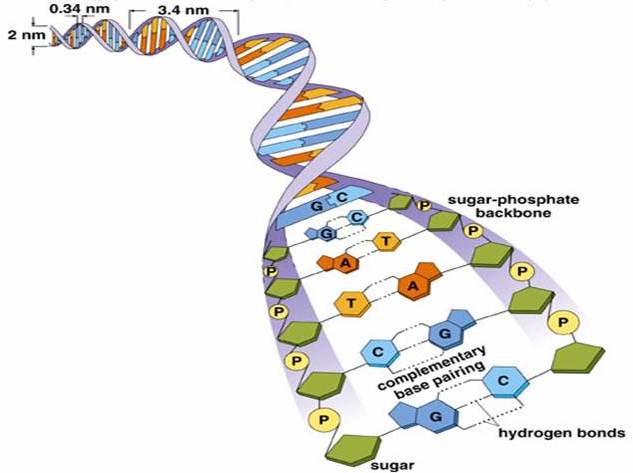 DNA Primary Structure Double Helix DNA Primary Structure Double Helix